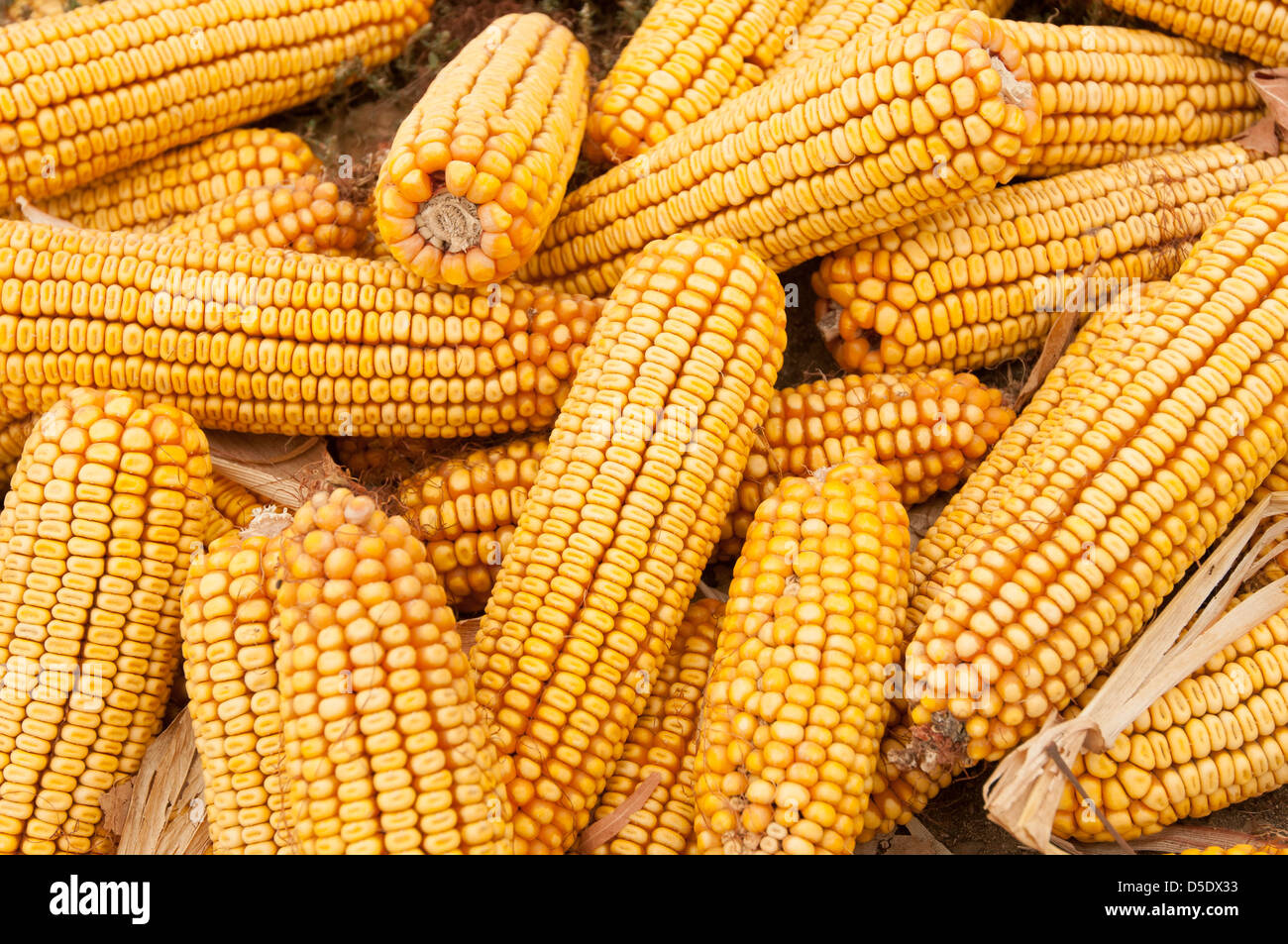 Drying yellow corn hi-res stock photography and images - Alamy