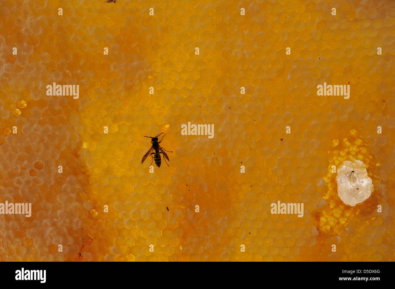 wasp eating honey bees Stock Photo - Alamy