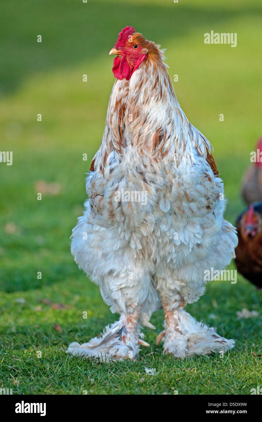 Hen At Heaven Farm. Uckfield. East Sussex UK Stock Photo - Alamy