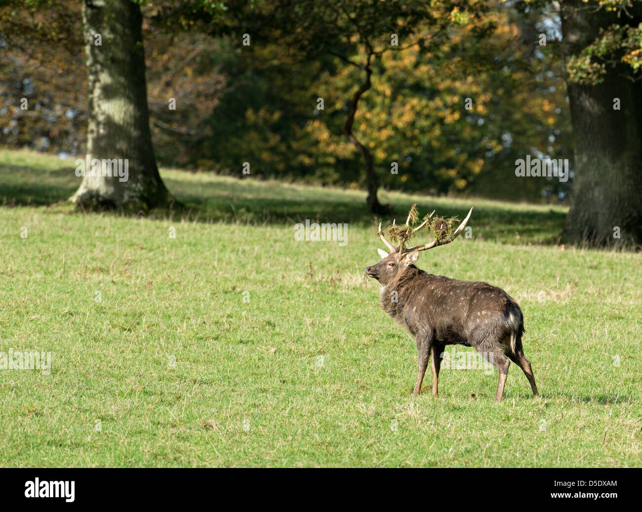 Sika deer uk stag rut hi-res stock photography and images - Alamy