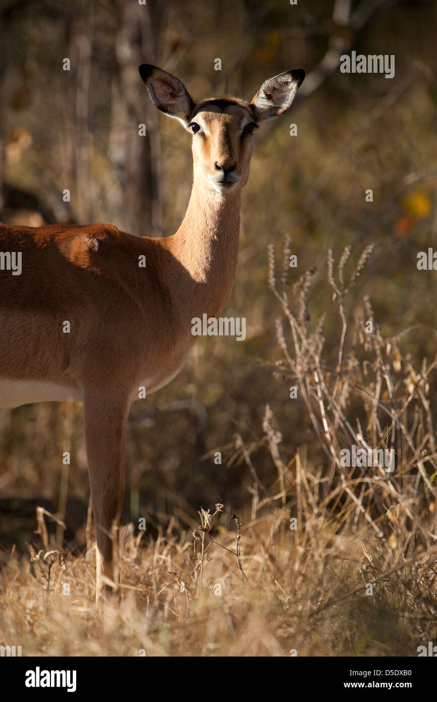 A female Impala (Aepyceros melampus Stock Photo - Alamy
