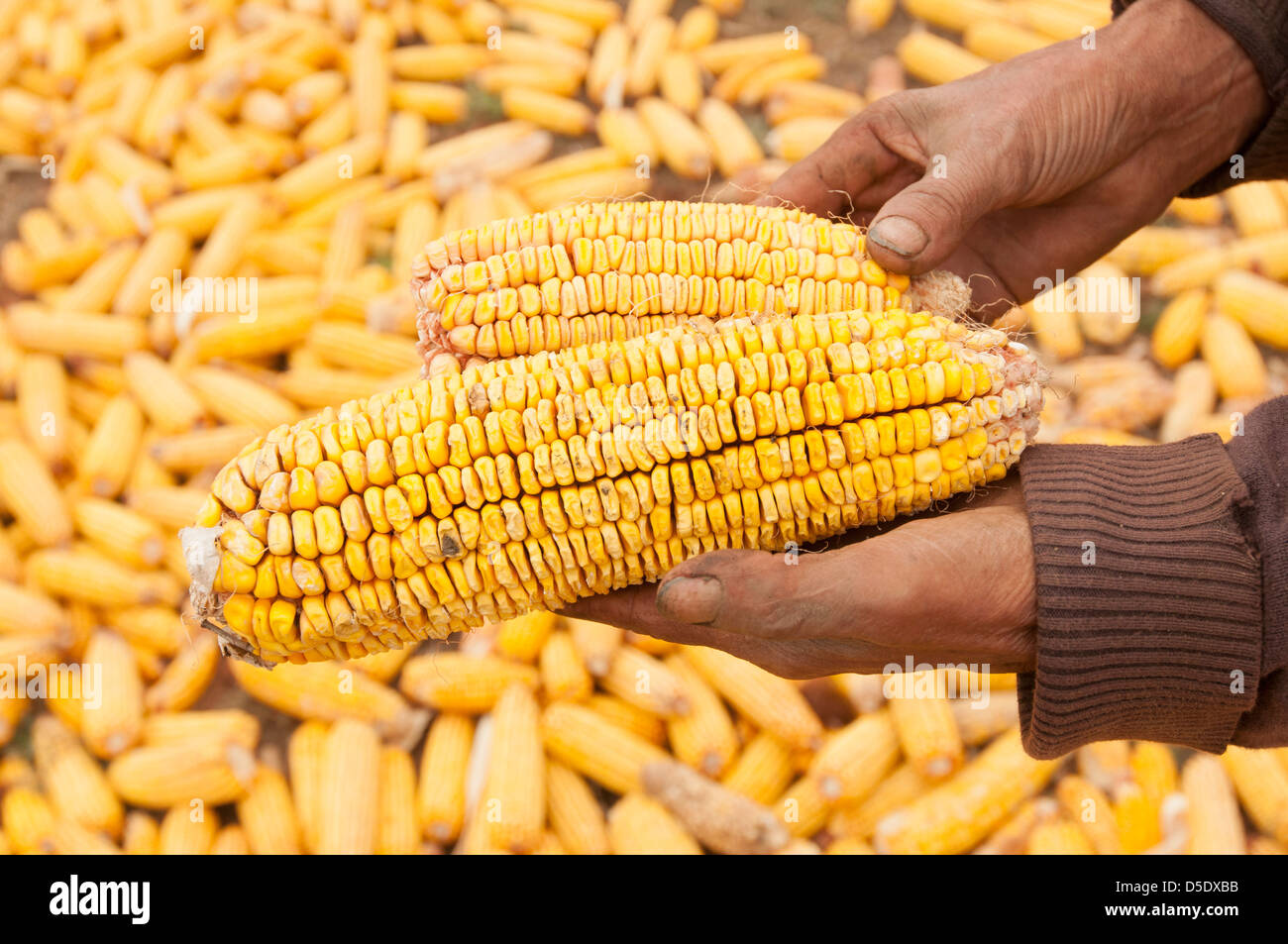 dry yellow corn for food in the winter Stock Photo - Alamy