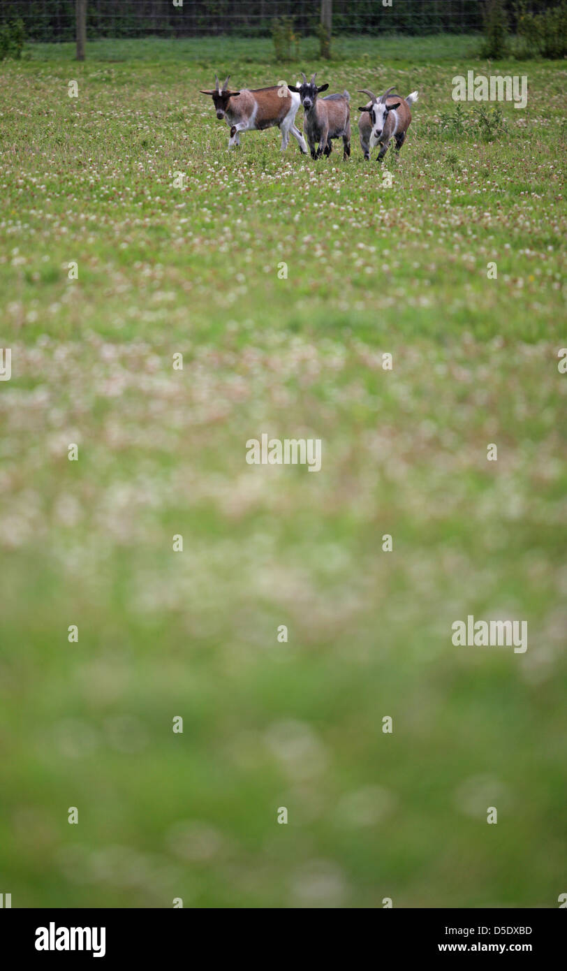 Move to the country and keep goats, a popular small holders farm animal ...