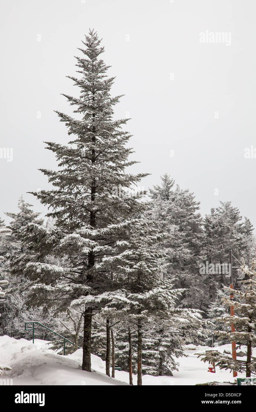 Virginia pine tree hi-res stock photography and images - Alamy