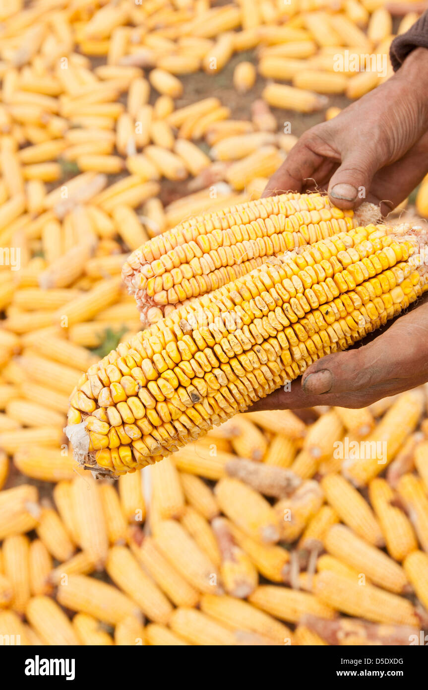 dry yellow corn for food in the winter Stock Photo - Alamy