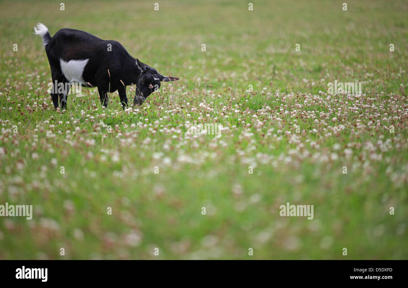 Move to the country and keep goats, a popular small holders farm animal ...