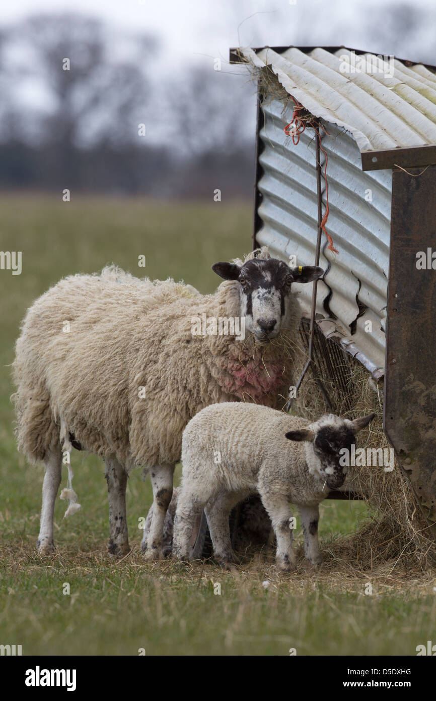 Ewe and Lamb eating hay out of a feeder Picture Tim Scrivener 07850 ...