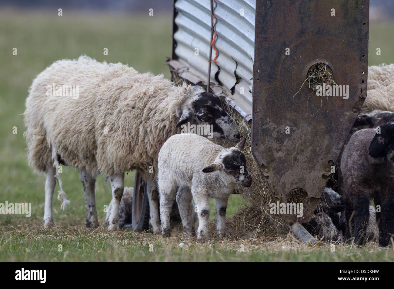 Ewe and Lamb eating hay out of a feeder Picture Tim Scrivener 07850 ...