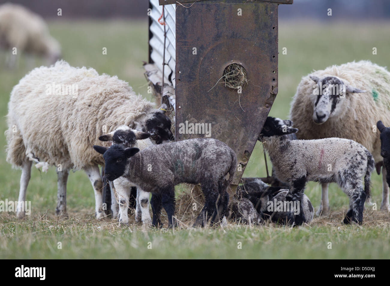Ewe and Lamb eating hay out of a feeder Picture Tim Scrivener 07850 ...