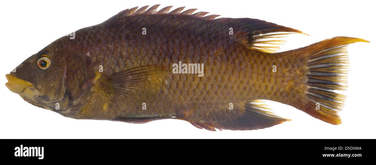 Spanishhogfish hi-res stock photography and images - Alamy