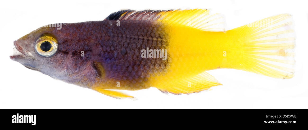 Reef ecosystems Cut Out Stock Images & Pictures - Alamy