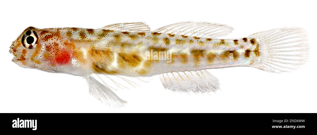 The Leopard Goby, scientifically known as Elacatinus saucrus, is shown ...
