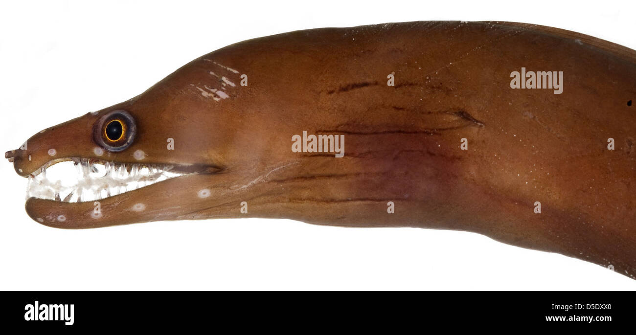 Species of eel hi-res stock photography and images - Alamy