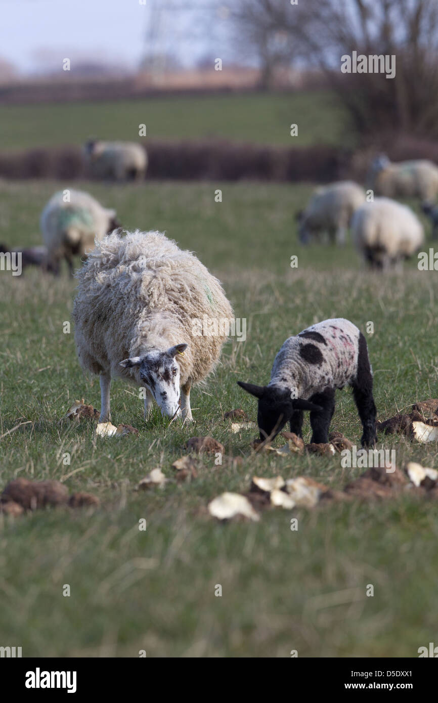 Sheep eating beet hi-res stock photography and images - Alamy