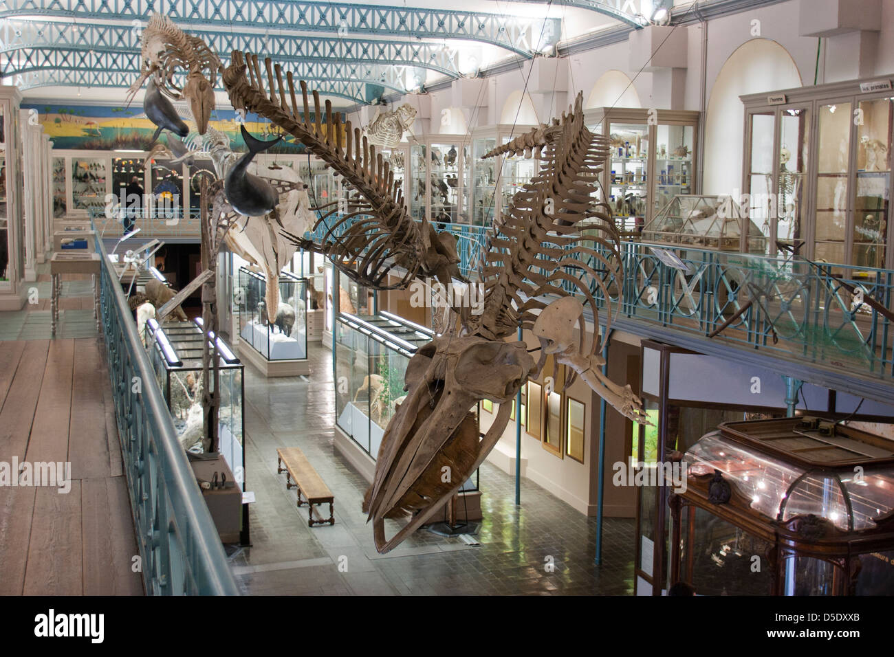 The Museum of Natural History, Lille, France Stock Photo - Alamy
