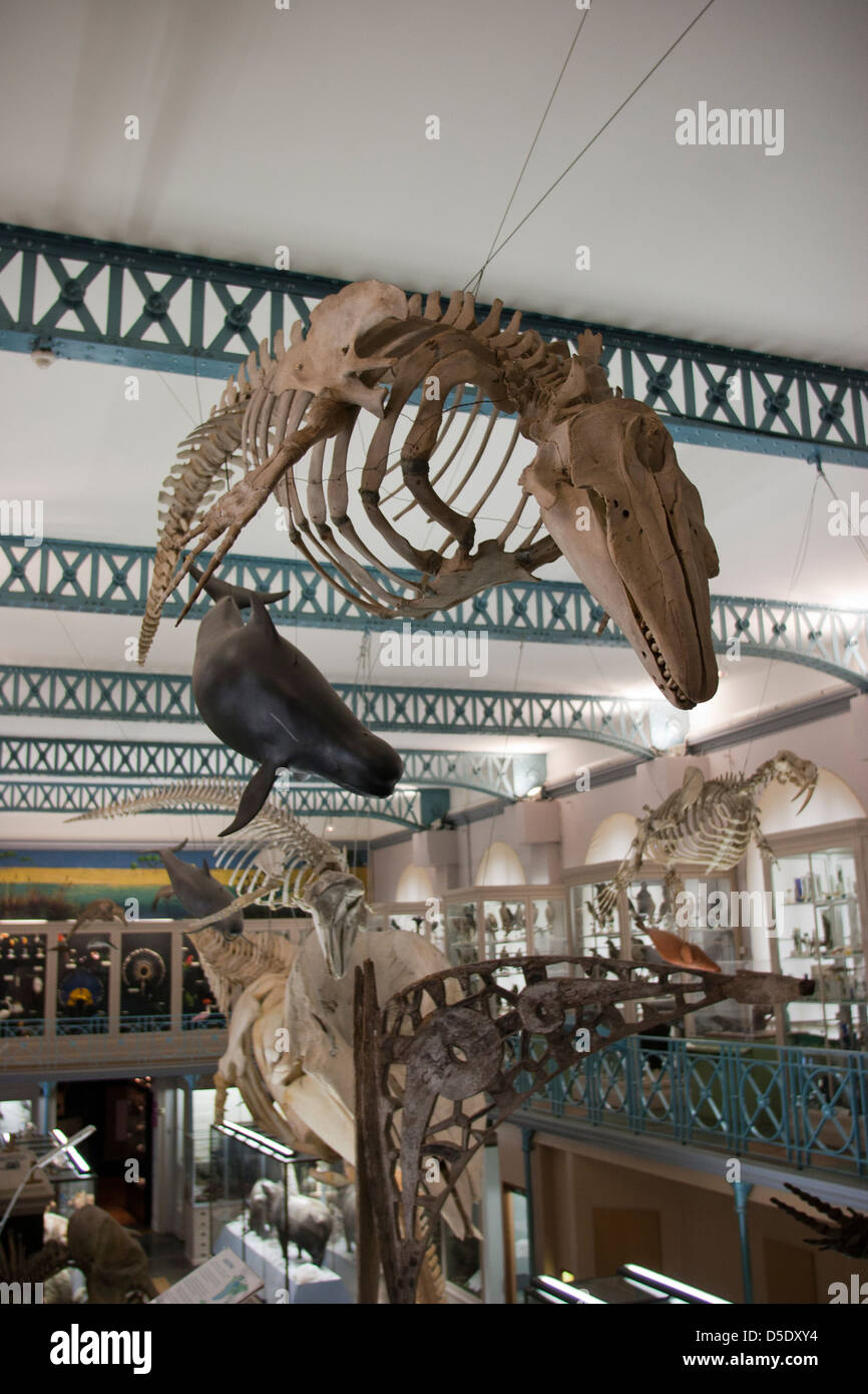The Museum of Natural History, Lille, France Stock Photo - Alamy