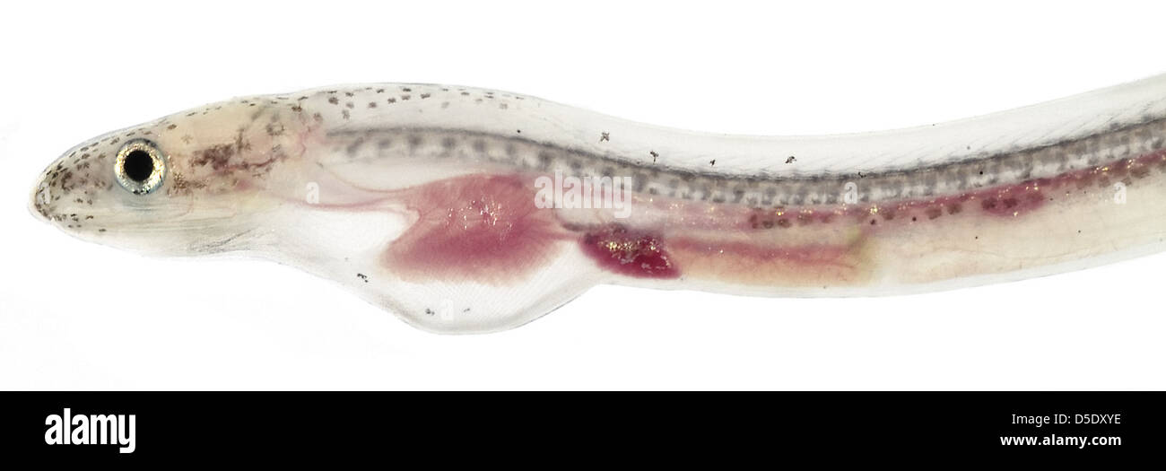 This image shows the larval head of the Myrophis worm eel, a species of ...