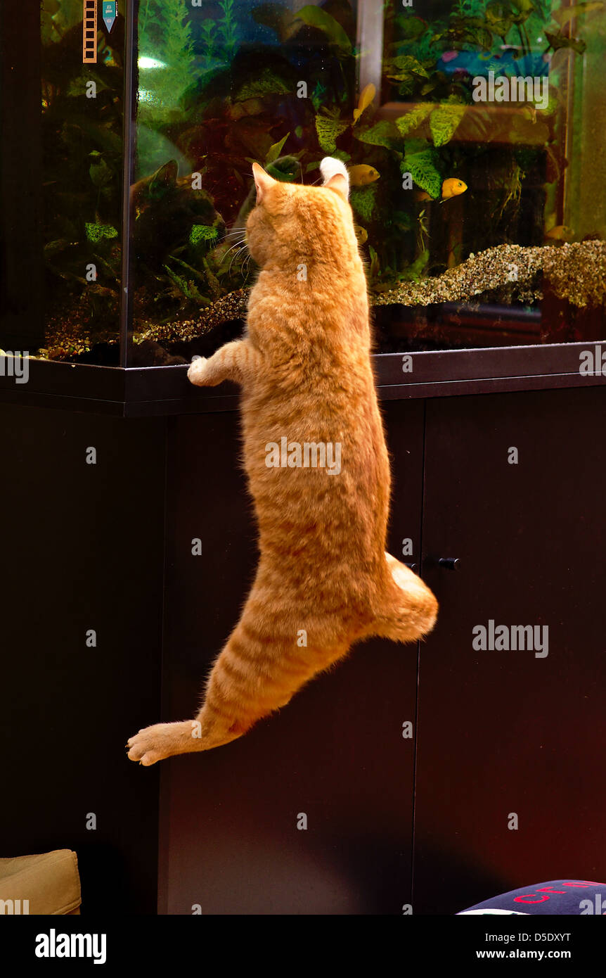 Red cat catching fish in aquarium Stock Photo - Alamy