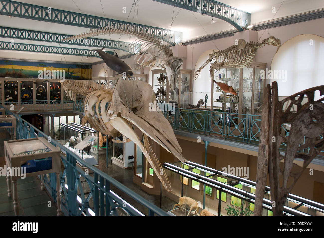 The Museum of Natural History, Lille, France Stock Photo - Alamy