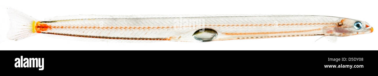 Microdesmus carri, Larval (Wormfish Stock Photo - Alamy