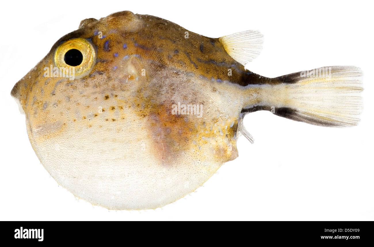 Canthigaster rostrata, Inflated (Caribbean Sharp-Nose Puffer Stock ...