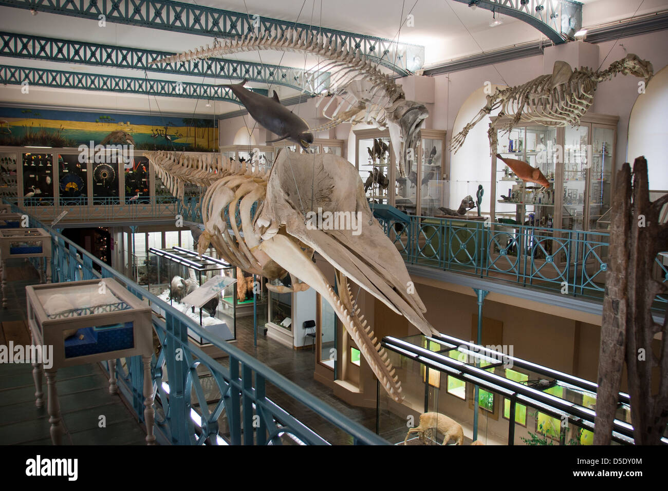 The Museum of Natural History Lille France Stock Photo - Alamy