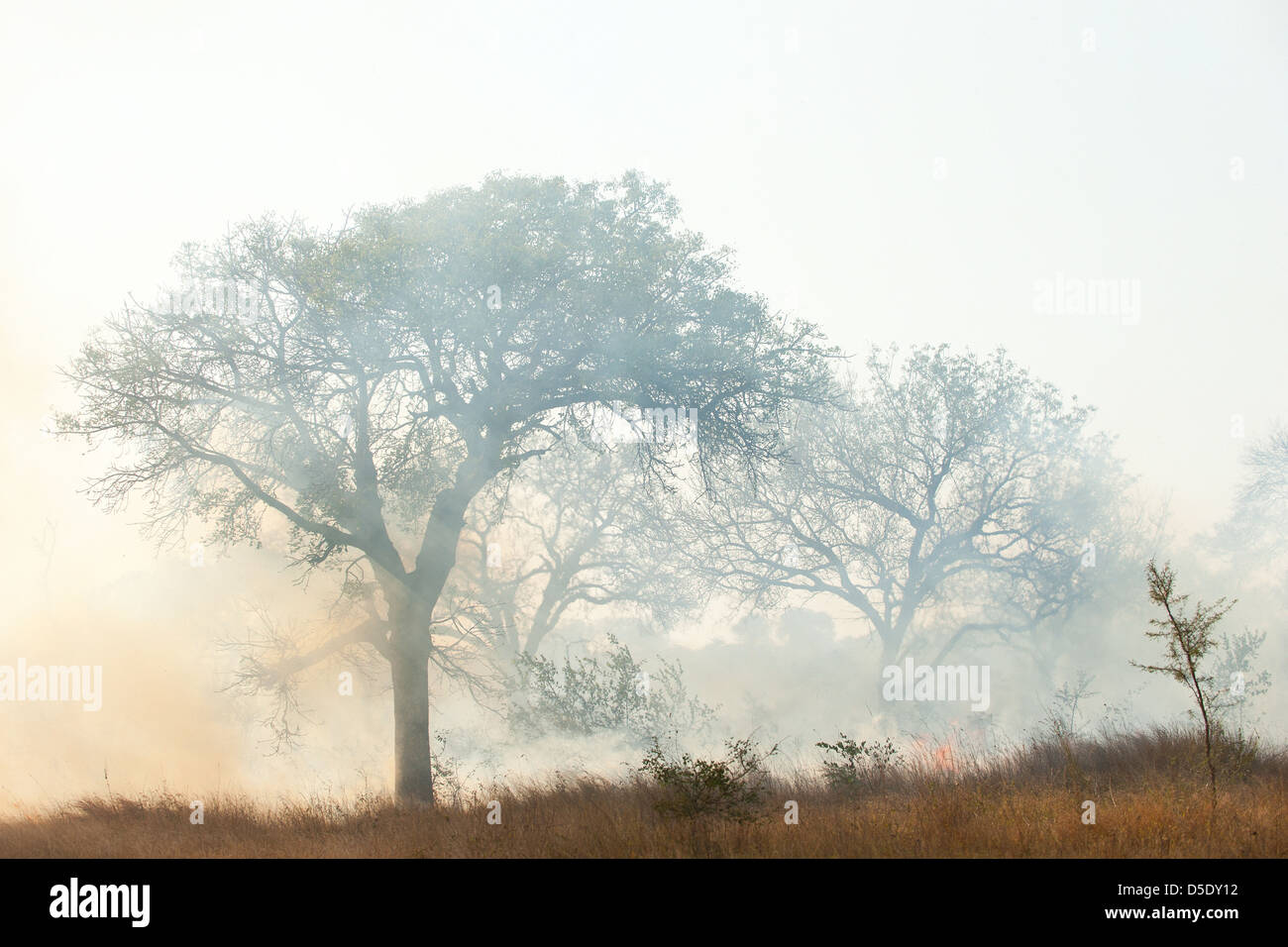 A forest fire rages through the grass and trees producing lots of smoke ...