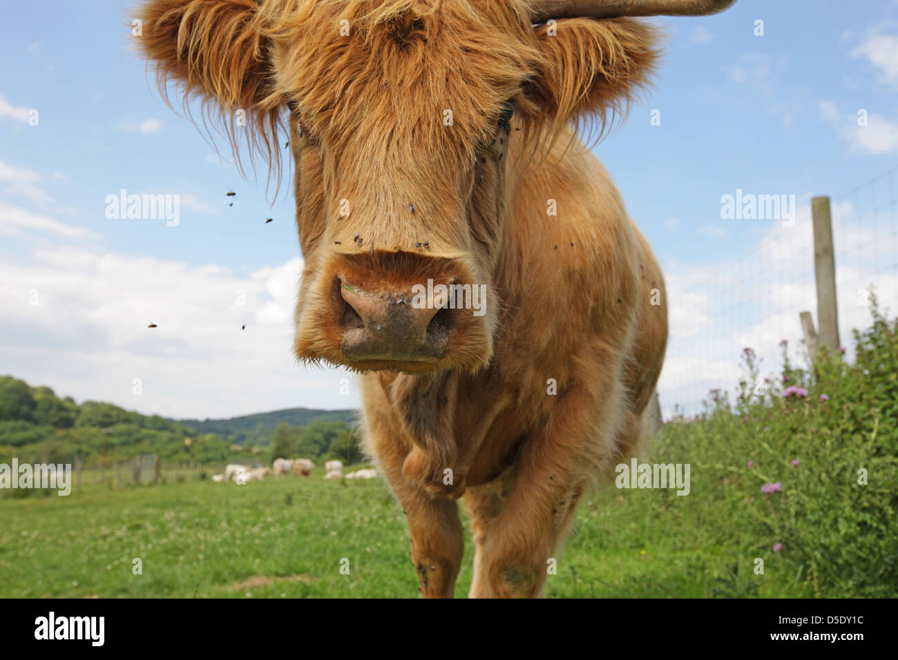 The Highland is a Scottish breed of rustic cattle. Very inquisitive and ...