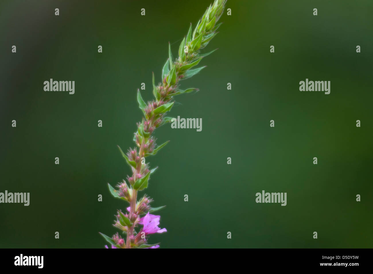 Purple Loosestrife plant or Lythrum salicaria with flowers and buds on ...