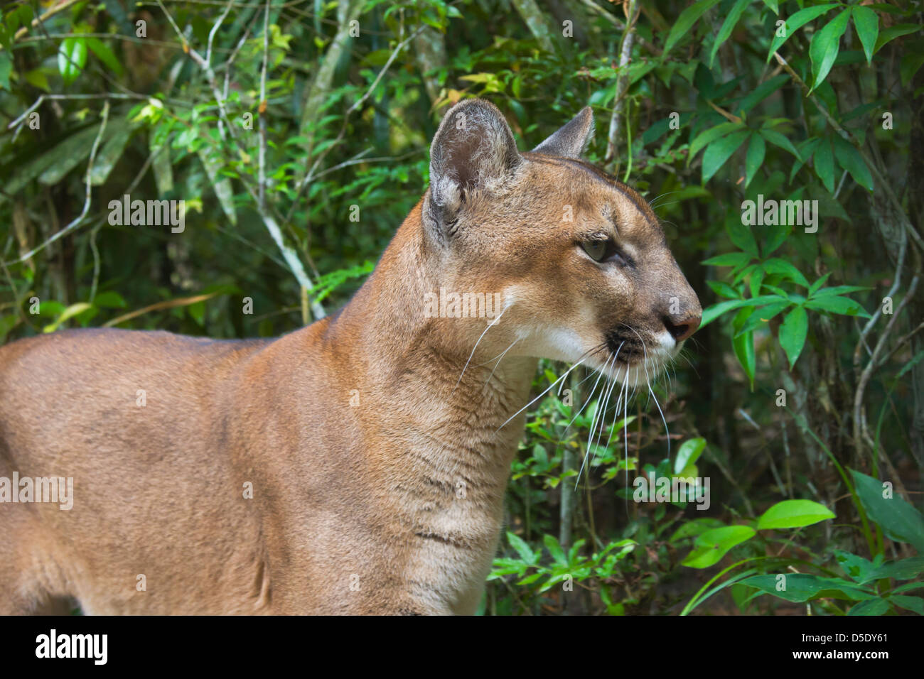 Puma jungle hi-res stock photography and images - Alamy