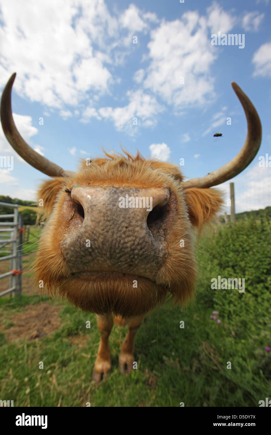 The Highland is a Scottish breed of rustic cattle. Very inquisitive and ...
