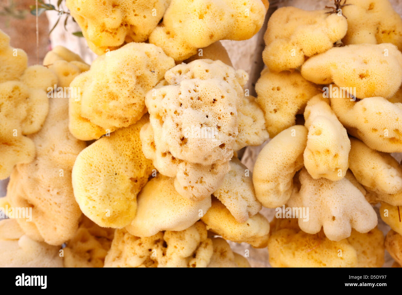Sea sponge hi-res stock photography and images - Alamy