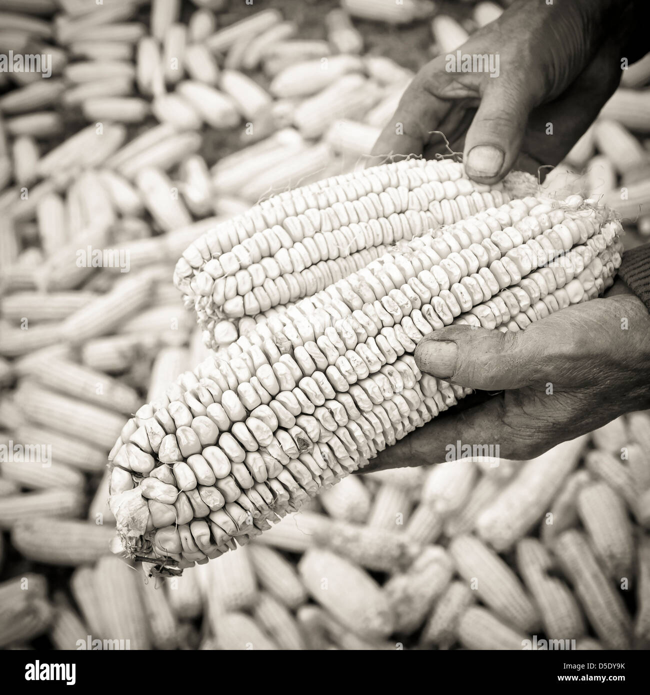 dry yellow corn for food in the winter Stock Photo - Alamy