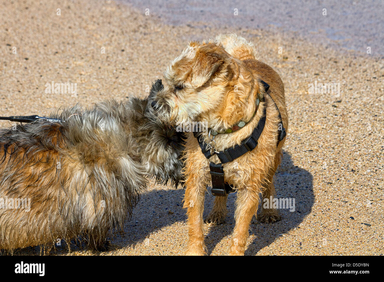 Two dogs meeting on a beach Stock Photo - Alamy