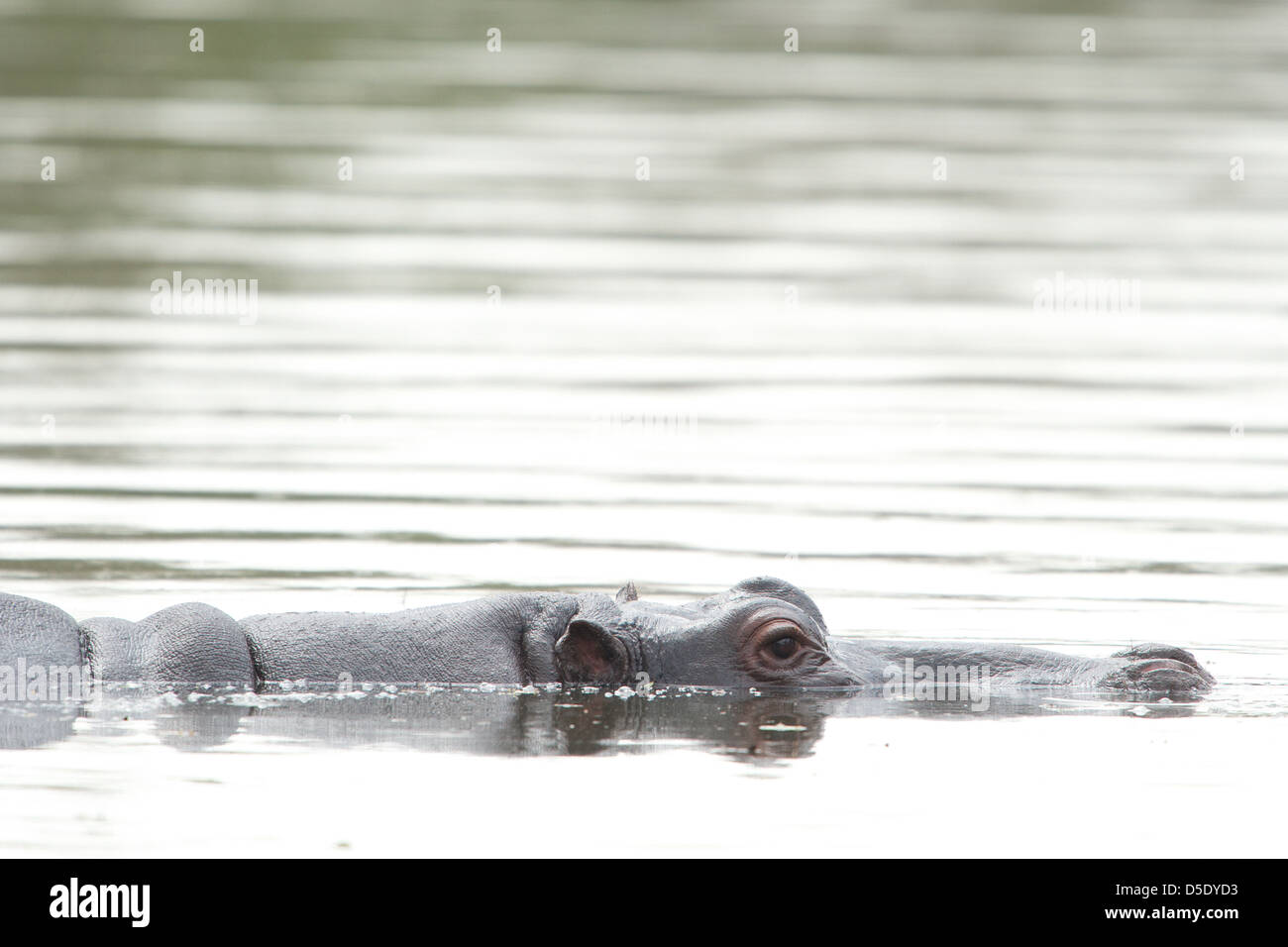 A Hippo submerged in the water (Hippopotamus amphibius Stock Photo - Alamy