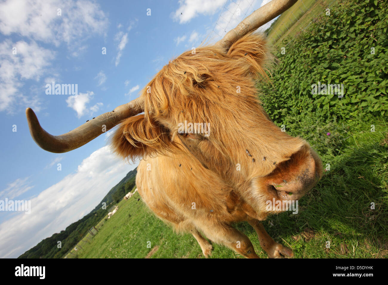 Highland cattle licking nose hi-res stock photography and images - Alamy