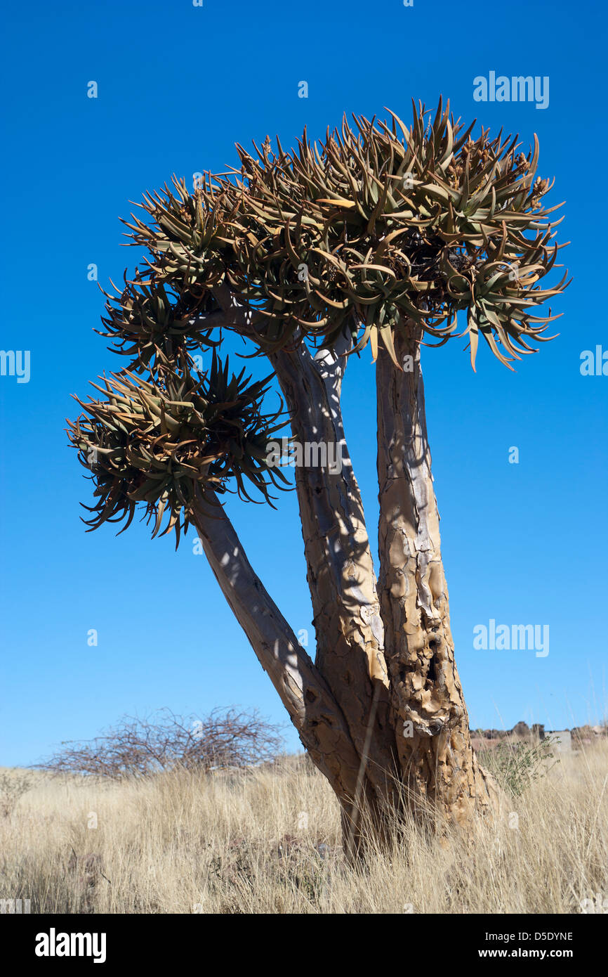Quiver Tree Namibia Stock Photo - Alamy