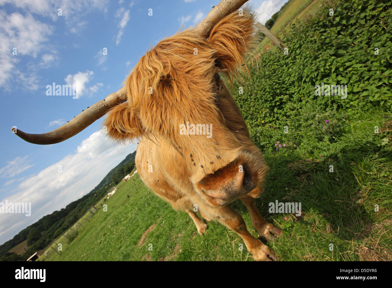 The Highland is a Scottish breed of rustic cattle. Very inquisitive and ...