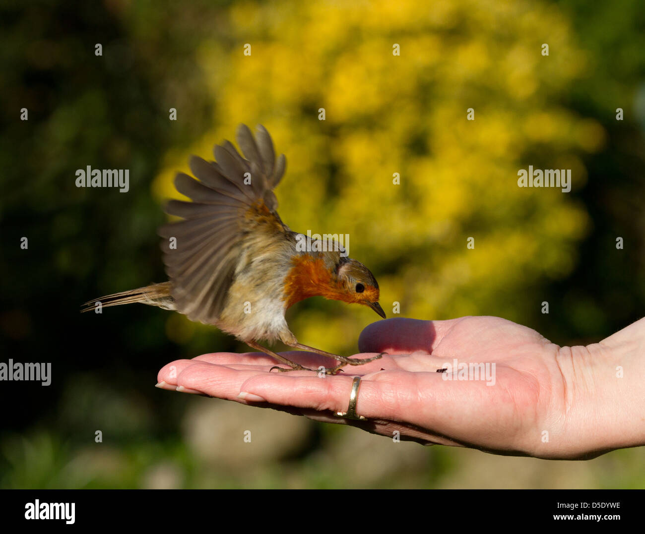 Robin landing on a woman's hand to take food Stock Photo - Alamy