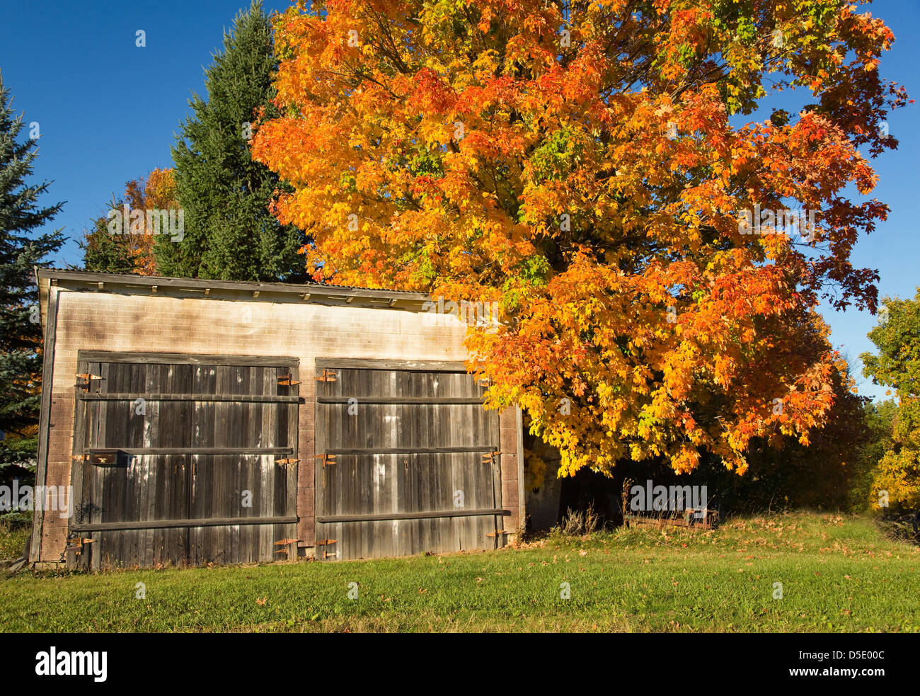 Old Wood Barn surrounded in bright autumn foliage Stock Photo - Alamy