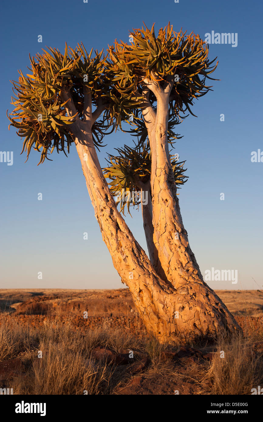 Quiver Tree Namibia Stock Photo - Alamy