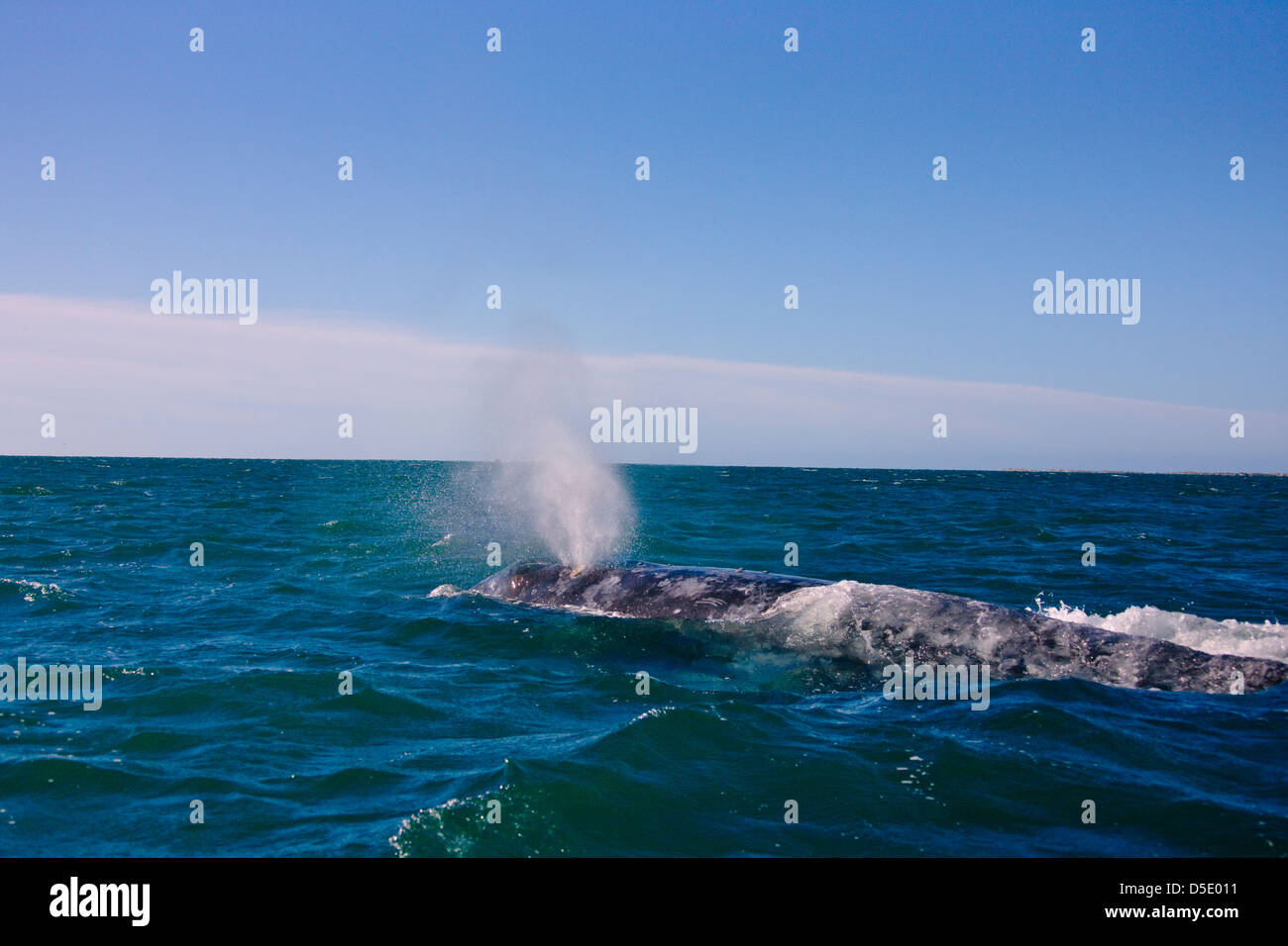 Gray whale spouting in the Sea of Cortez, Baja California, Mexico Stock ...