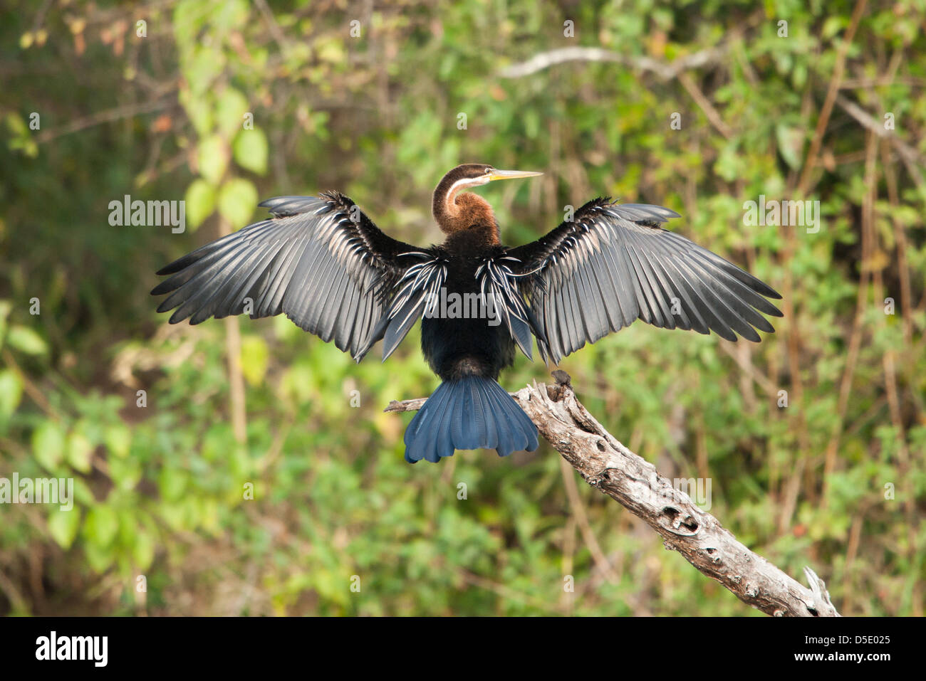 An African Darter bird (Anhinga melanogaster) drying its wings Stock ...