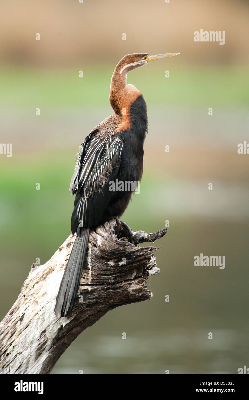 An African Darter bird (Anhinga melanogaster Stock Photo - Alamy