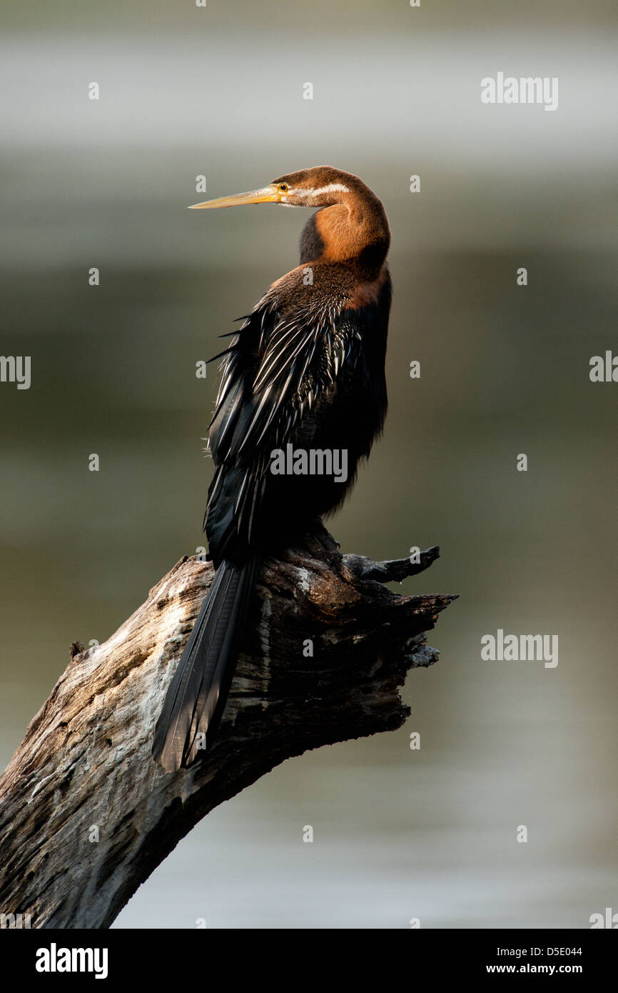 An African Darter bird (Anhinga melanogaster Stock Photo - Alamy