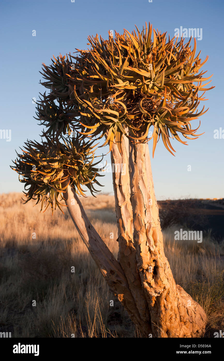 Quiver Tree Namibia Stock Photo - Alamy