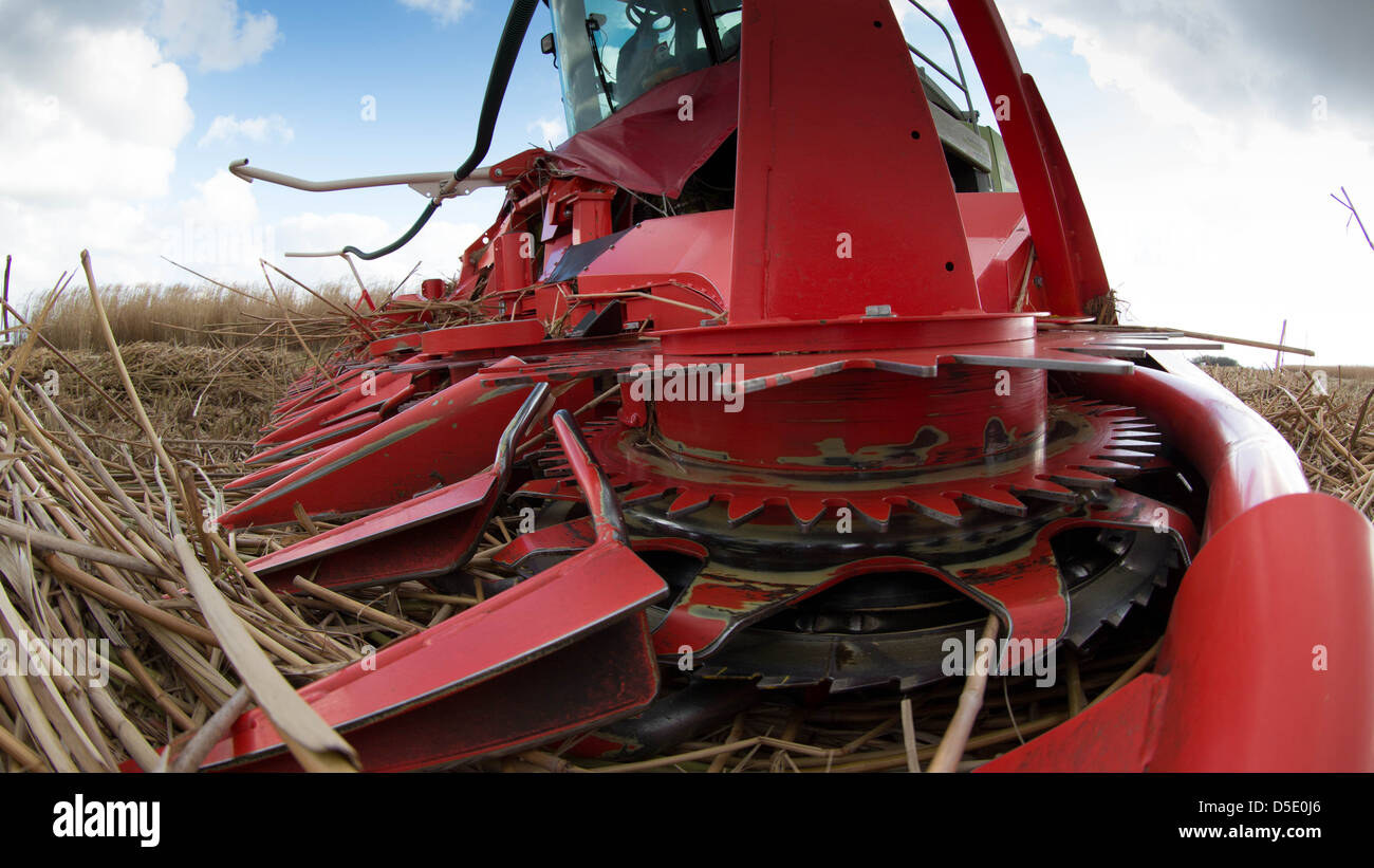 Header on a forage harvester used for harvesting Miscanthus for use as ...