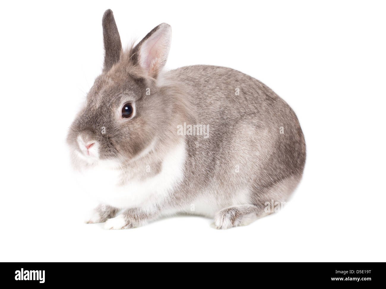Pretty alert little grey and white bunny rabbit symbolic of Easter ...