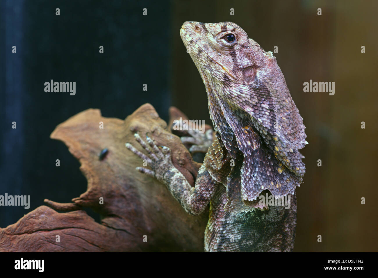 Frill-necked lizard - Chlamydosaurus kingii - in captivity Stock Photo ...