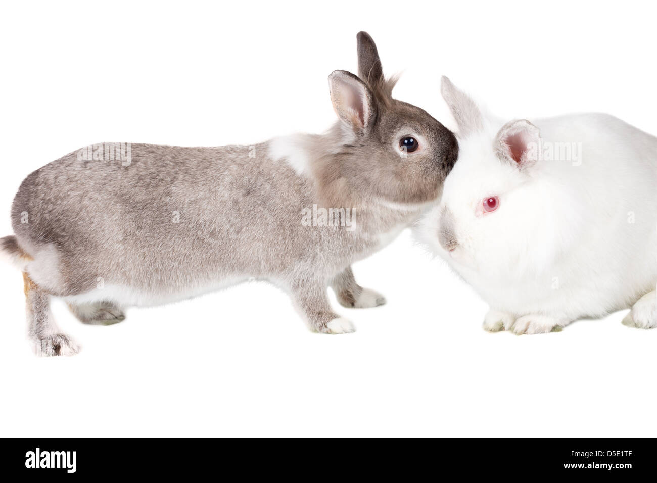 Lovable little rabbit companions isolated on white with a grey ...